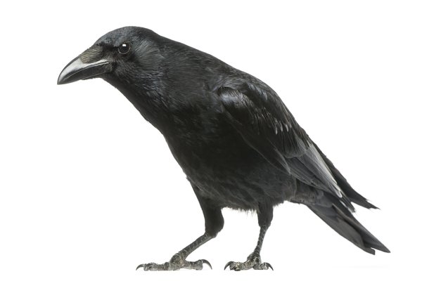 Crow | Traductor de inglés a español - inglés.com