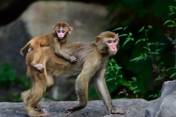 Monkey in Spanish | English to Spanish Translation - SpanishDictionary.com