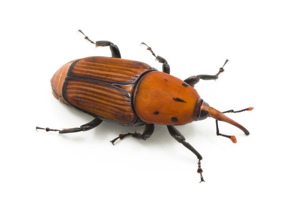 Weevil in Spanish | English to Spanish Translation - SpanishDictionary.com