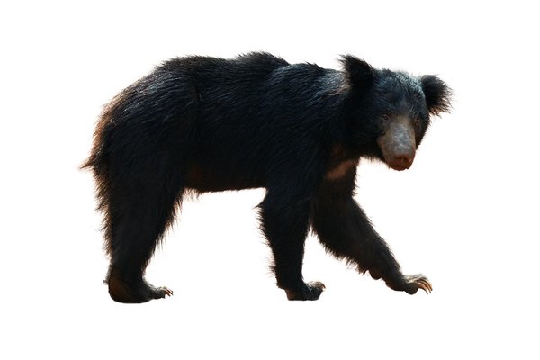 Oso perezoso | Spanish to English Translation - SpanishDictionary.com