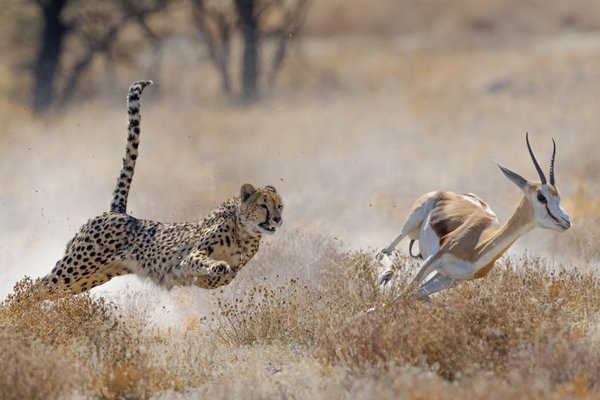 Pursuit | Traductor de inglés a español - inglés.com