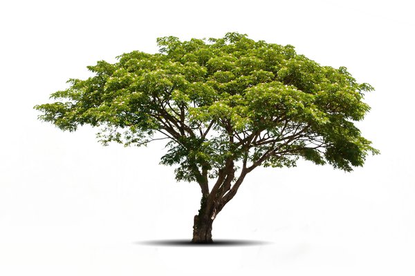Arbol | Spanish to English Translation - SpanishDictionary.com