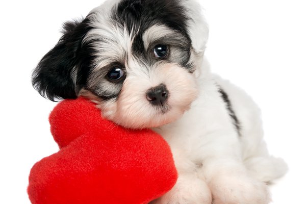 Cute | Traductor de inglés a español - inglés.com