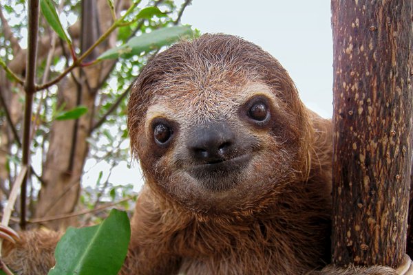 Perezoso | Spanish to English Translation - SpanishDictionary.com