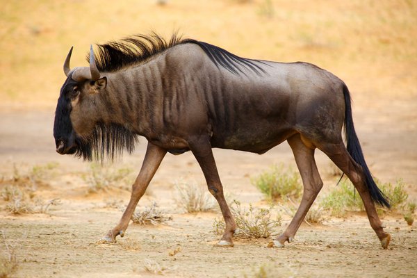 Wild in Spanish | English to Spanish Translation - SpanishDictionary.com