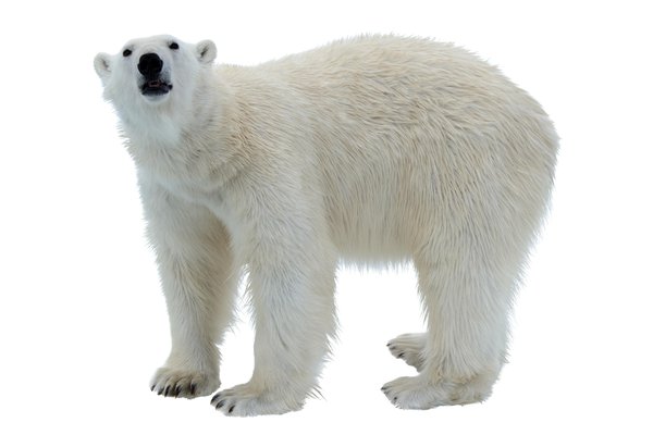 Polar bears in Spanish | English to Spanish Translation ...