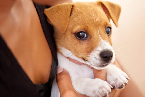 Adorable | Traductor de inglés a español - inglés.com