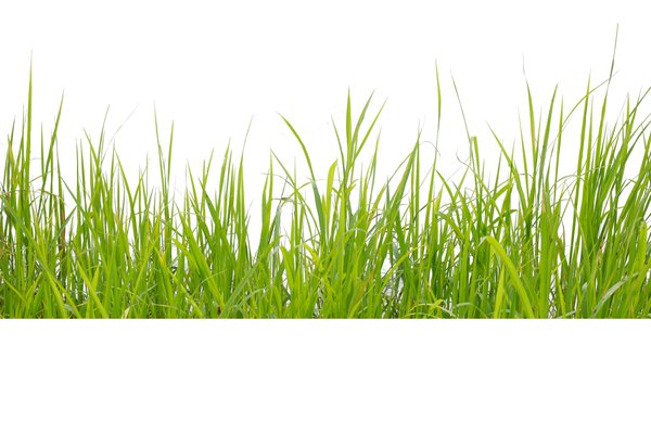 Pasto | Spanish to English Translation - SpanishDictionary.com