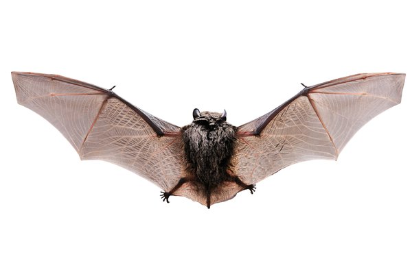 Bat in Spanish | English to Spanish Translation - SpanishDictionary.com