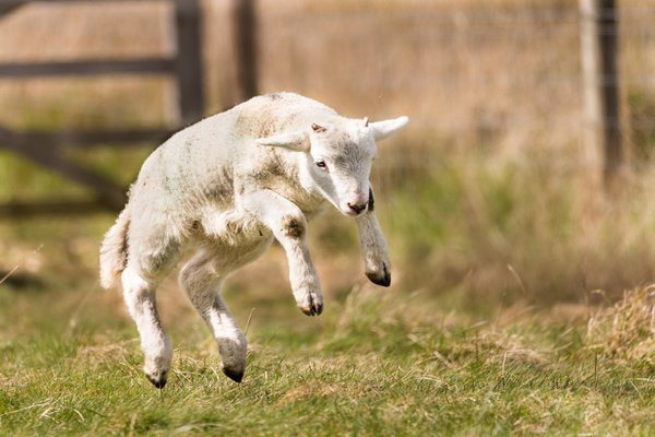 Skip in Spanish | English to Spanish Translation - SpanishDictionary.com