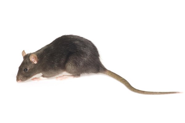 Rat in Spanish | English to Spanish Translation - SpanishDictionary.com