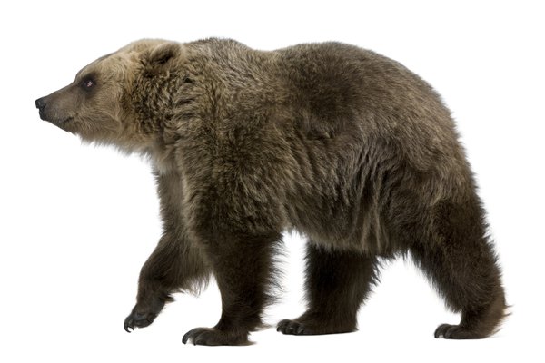 Osos | Spanish to English Translation - SpanishDictionary.com