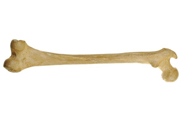 Huesos | Spanish to English Translation - SpanishDictionary.com