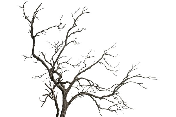 Branch in Spanish | English to Spanish Translation - SpanishDictionary.com