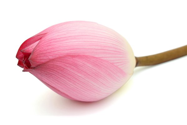 Budus in Spanish | English to Spanish Translation - SpanishDictionary.com