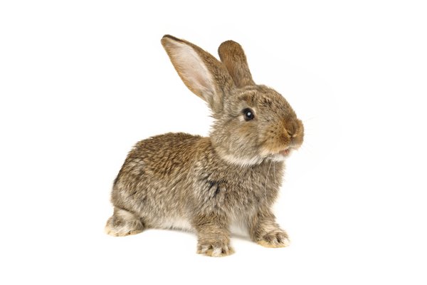 Bunny in Spanish | English to Spanish Translation - SpanishDictionary.com
