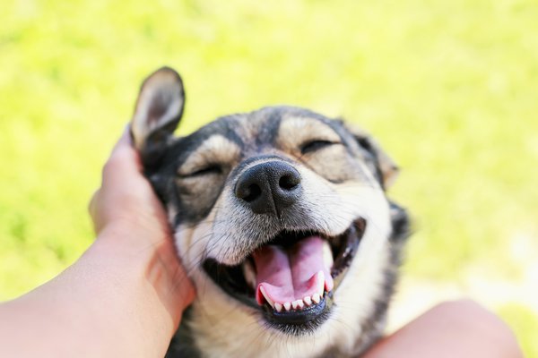 Kind in Spanish | English to Spanish Translation - SpanishDictionary.com