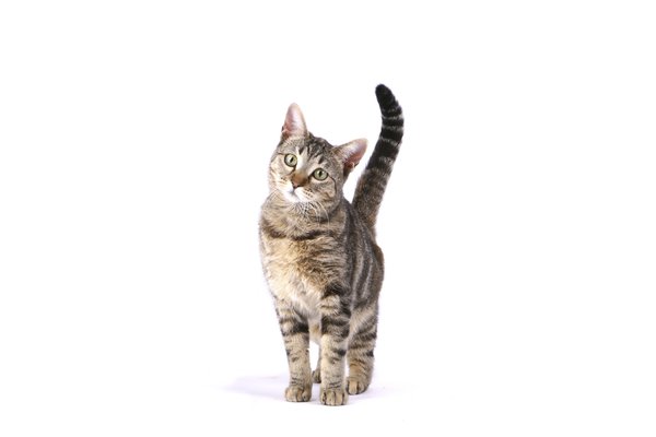 Cat in Spanish | English to Spanish Translation - SpanishDictionary.com