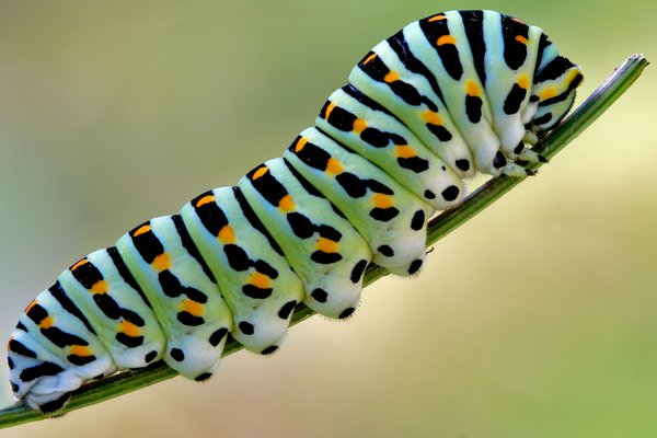 Caterpillar in Spanish | English to Spanish Translation ...