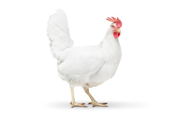 Pollos | Spanish to English Translation - SpanishDictionary.com