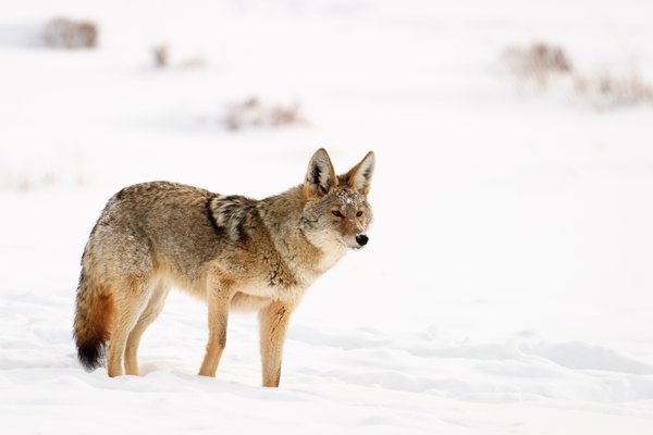 Cayate | Spanish to English Translation - SpanishDictionary.com