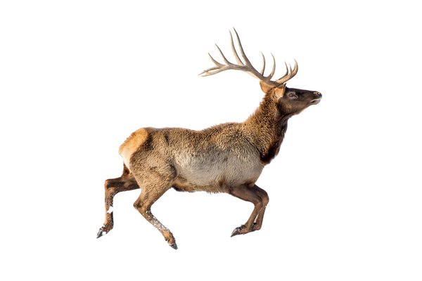 Reindeer in Spanish | English to Spanish Translation ...