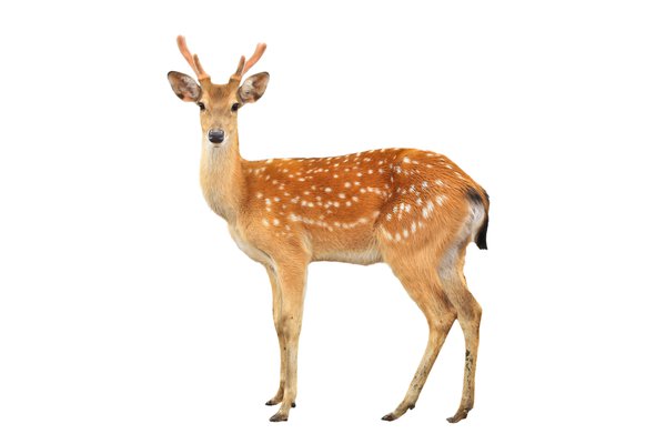 Deer in Spanish | English to Spanish Translation - SpanishDictionary.com
