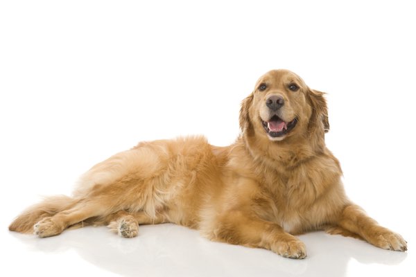 Perro | Spanish to English Translation - SpanishDictionary.com