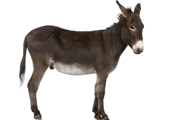 Donkey in Spanish | English to Spanish Translation - SpanishDictionary.com