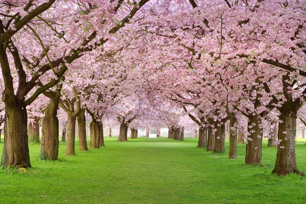 Primavera en inglés | Traductor de español a inglés - inglés.com