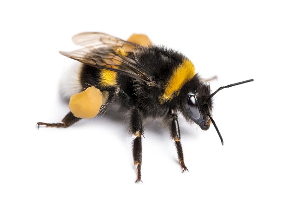 Bumblebee in Spanish | English to Spanish Translation ...