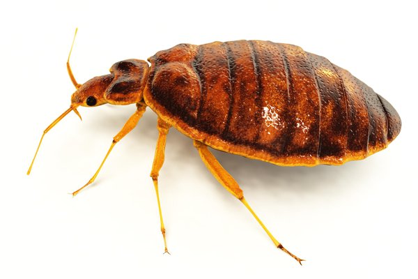Bug | Traductor de inglés a español - inglés.com