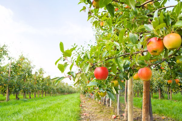 Huerto | Spanish to English Translation - SpanishDictionary.com