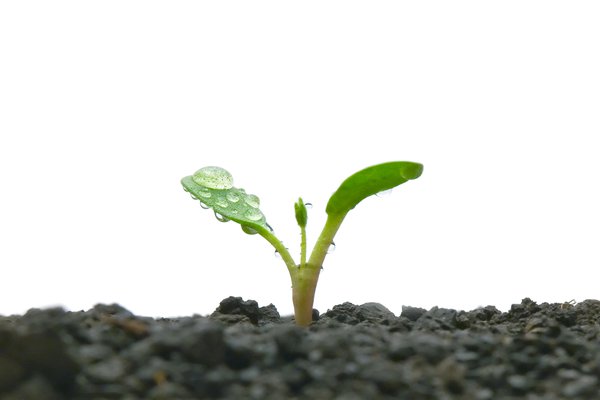 Fuentes | Spanish to English Translation - SpanishDictionary.com