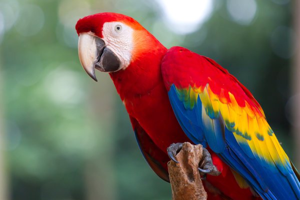 Parrot in Spanish | English to Spanish Translation - SpanishDictionary.com