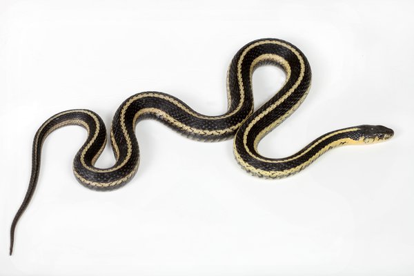 Serpiente | Spanish to English Translation - SpanishDictionary.com