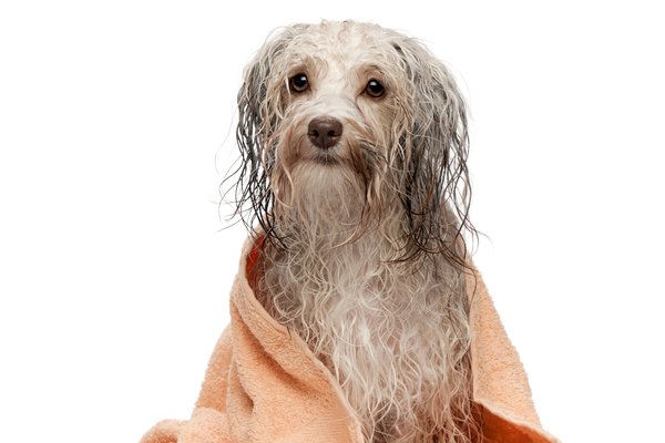 Soaked in Spanish | English to Spanish Translation - SpanishDictionary.com