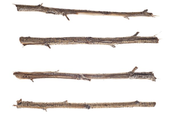 Palo | Spanish to English Translation - SpanishDictionary.com