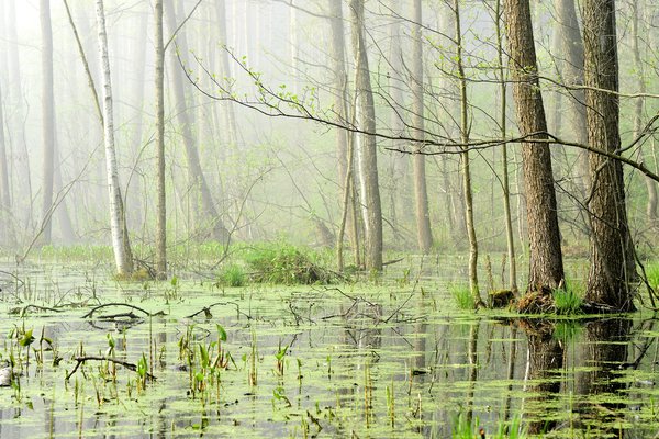 Swamp | Traductor de inglés a español - inglés.com