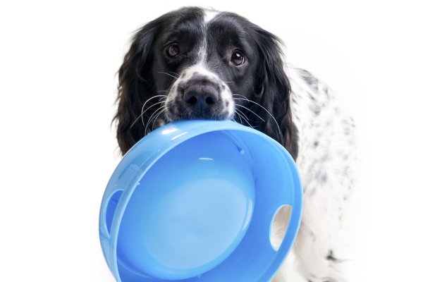 Trayendo | Spanish to English Translation - SpanishDictionary.com