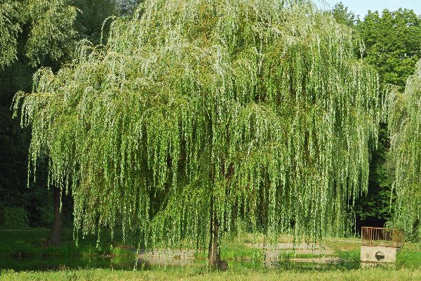 Willow | Traductor de inglés a español - inglés.com