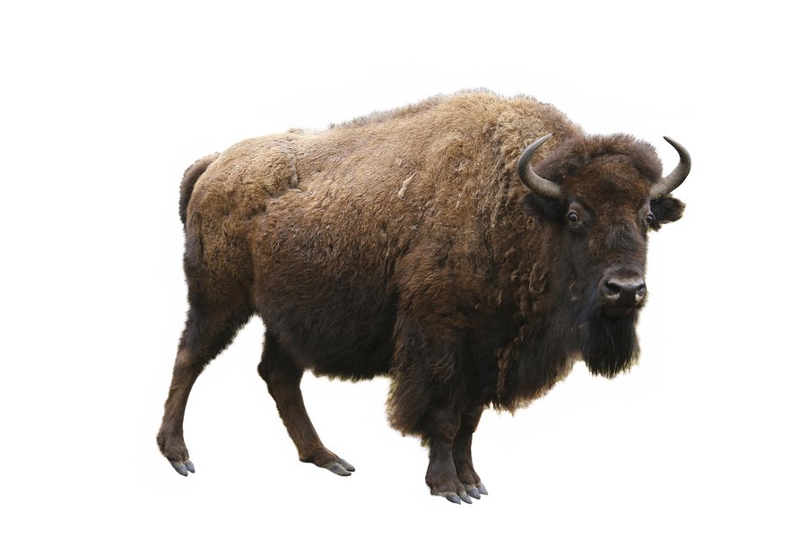 Buffalo in Spanish | English to Spanish Translation - SpanishDictionary.com