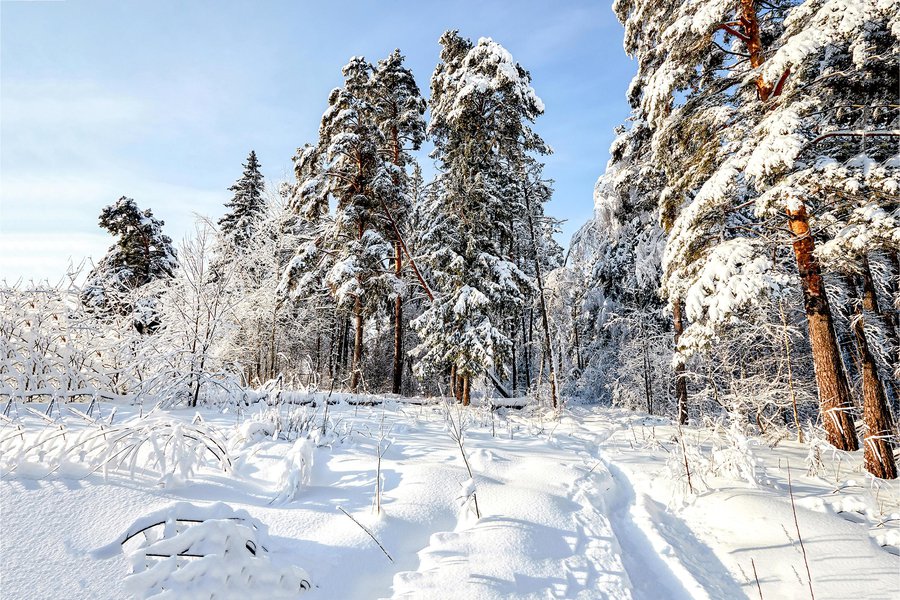 Winter in Spanish | English to Spanish Translation - SpanishDictionary.com
