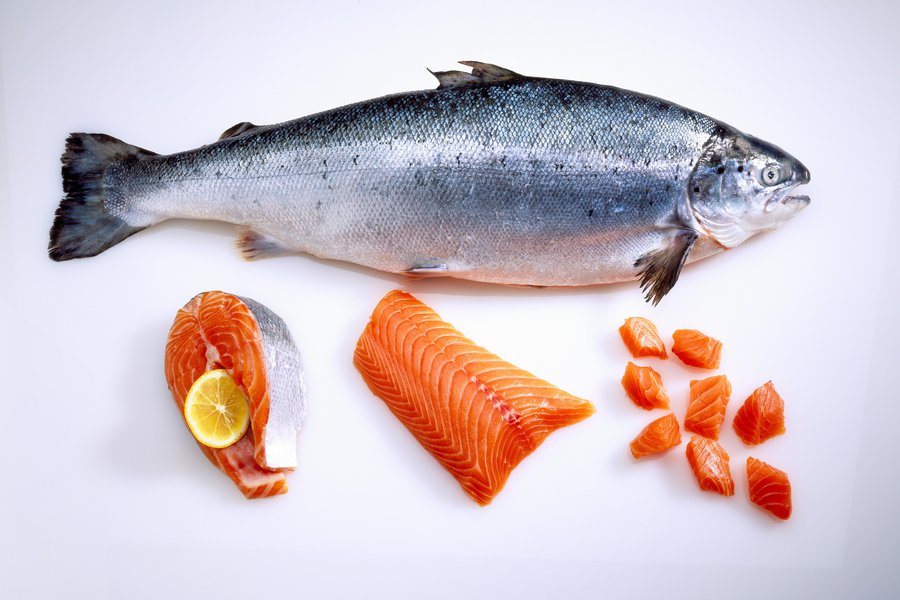 Fish | Traductor de inglés a español - inglés.com