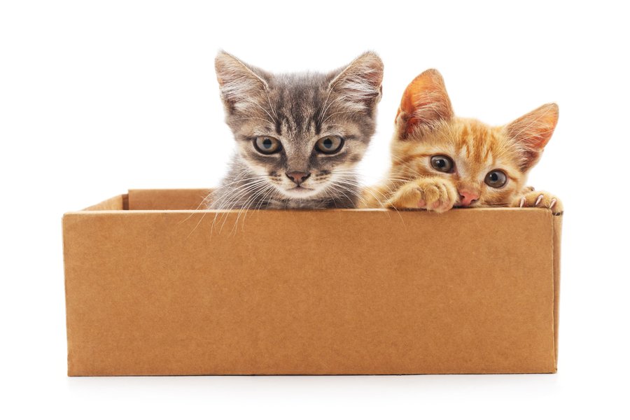 Junto | Spanish to English Translation - SpanishDictionary.com