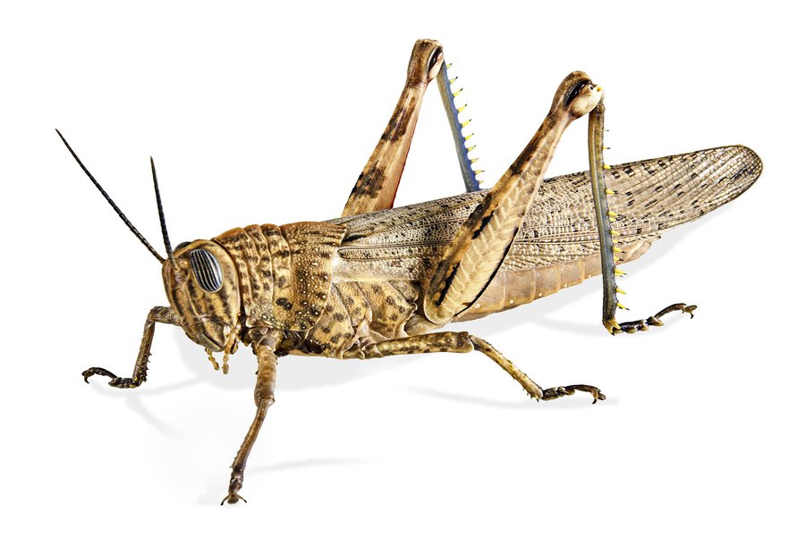 Locust in Spanish | English to Spanish Translation - SpanishDictionary.com