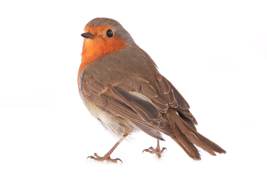 Robin in Spanish | English to Spanish Translation - SpanishDictionary.com