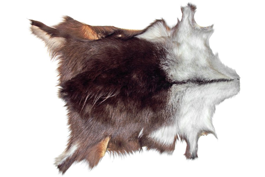 Fur in Spanish | English to Spanish Translation - SpanishDictionary.com