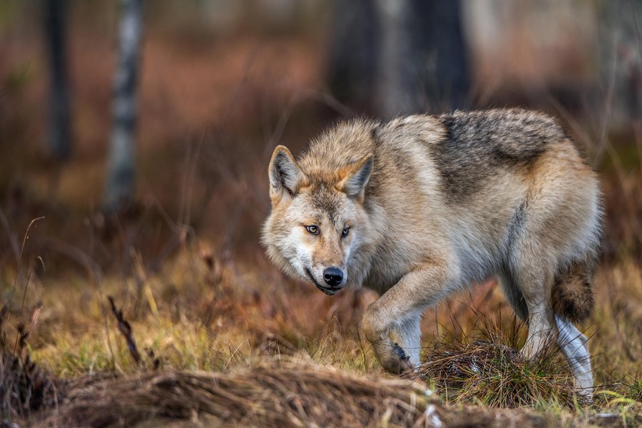 Creep | Traductor de inglés a español - inglés.com