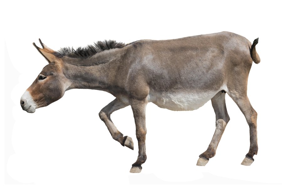 Burro | Spanish to English Translation - SpanishDictionary.com